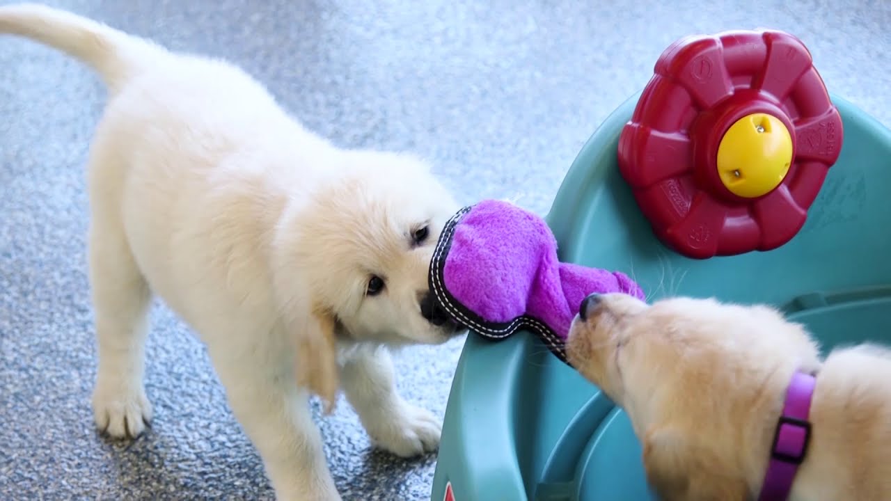 GDB Puppy Center Tour