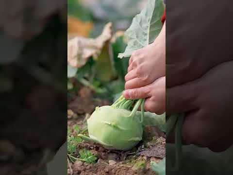 German Turnip or Kohlrabi | Garden Diary | Gardener's Life