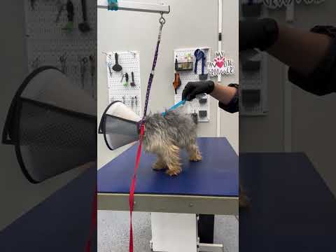 Show #video to clients when they say I don’t know what #hair #matting is. Myfavoritegroomer.com