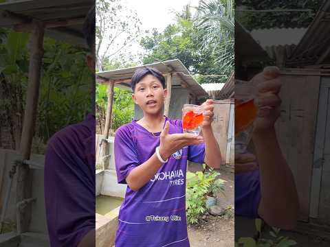 Bikin kolam ikan koi