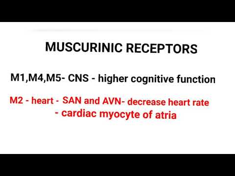 Muscurinic Receptors