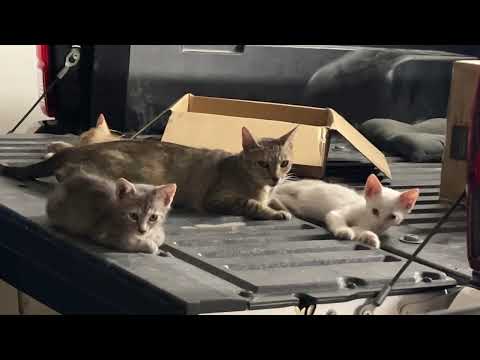 Tailgate party