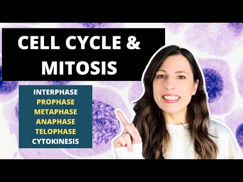 Cell Cycle & MITOSIS: A-level Biology. Prophase, Metaphase, Anaphase and Telophase
