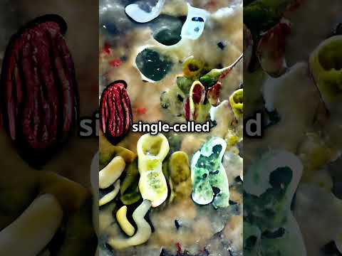 The 3 Domains of Life: Eukaryotes, Bacteria, and Archaea #funsciencefacts