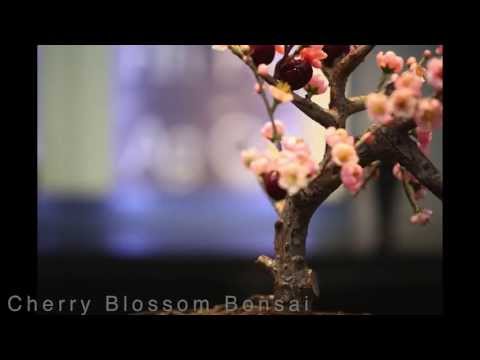 Moto Restaurant Presents: Cherry Blossom Bonsai