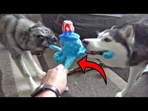 Your Dogs Will LOVE This Octopus Plush Dog Toy