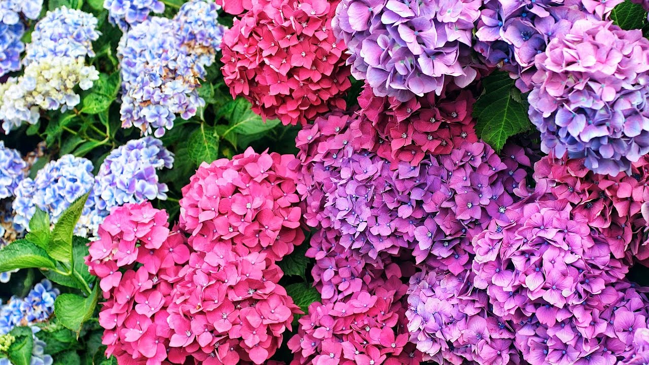 How to Use Hydrangeas in Bridal Bouquet | Wedding Flowers