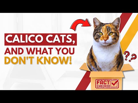 Calico Cats, And What You Don't Know!