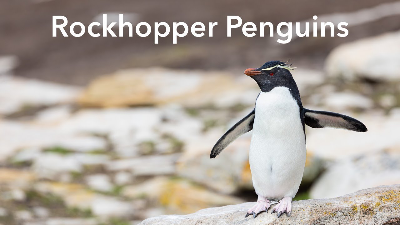Rockhopper Penguins - Falkland Islands (Bird Photography)