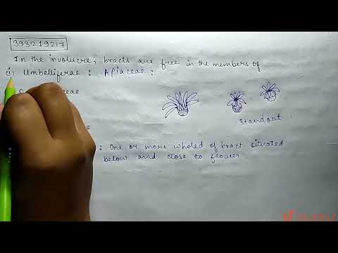 In the involucre, bracts are free in the members of | CLASS 11 | MORPHOLOGY OF FLOWERING PLANTS ...