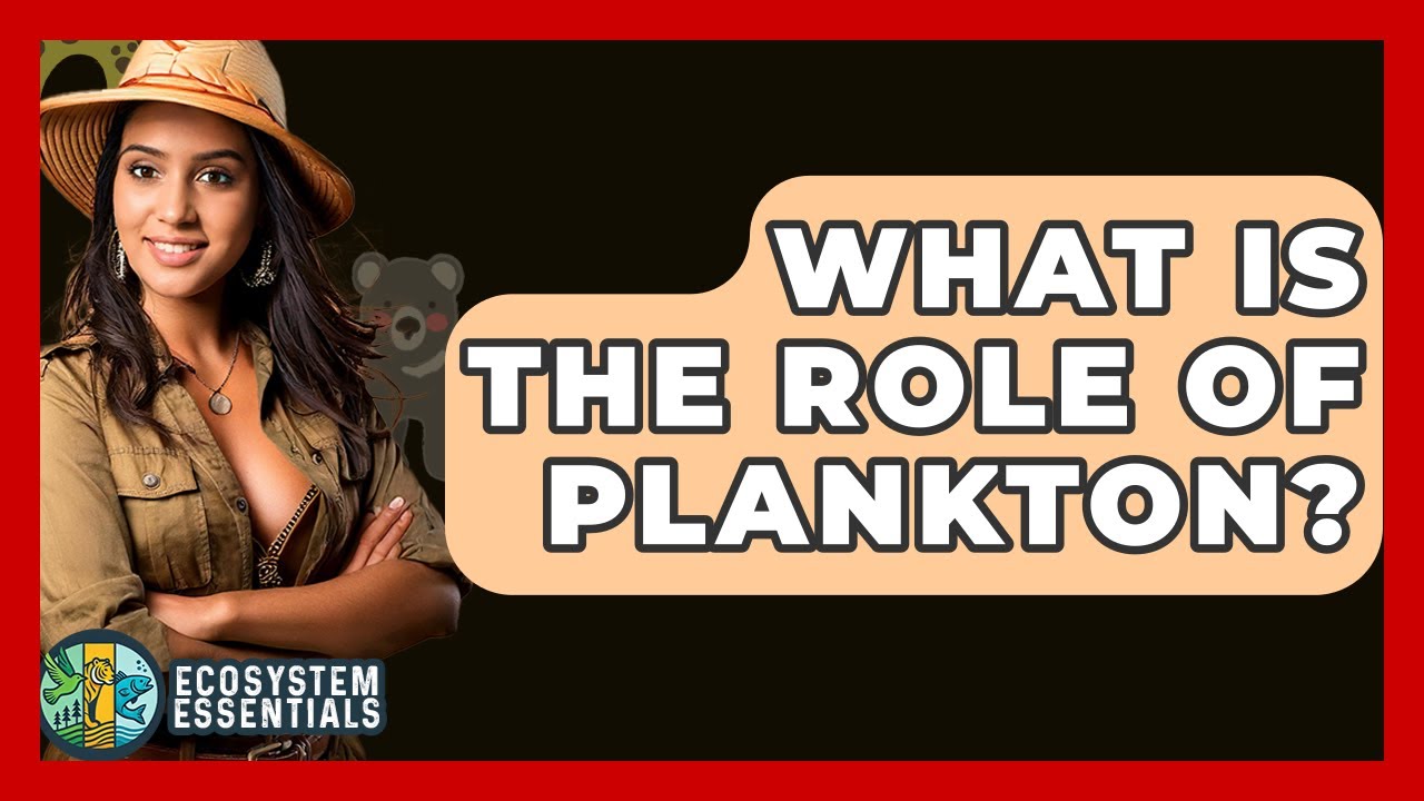 What Is The Role Of Plankton? - Ecosystem Essentials