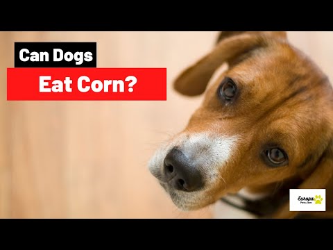 Can Dogs Eat Corn? All You Should Know