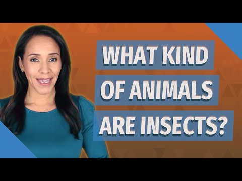What kind of animals are insects?