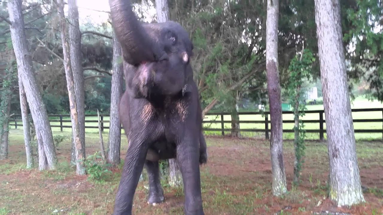 How an elephant scratches an itch