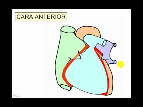 Anatomía corazón parte 2 « Vive Medicina