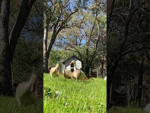 Our beautiful Indian Runner ducks, enjoying the sunshine, long winter grass and sweet pea treat ๐