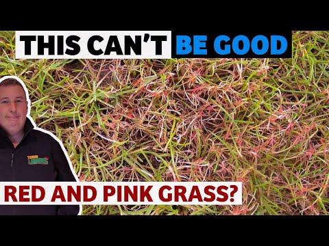 Why is my lawn turning brown and red | how to prevent it