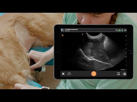 Scanning the Canine Liver