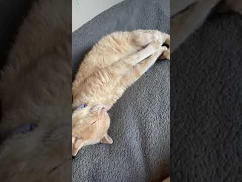 Cat for adoption - Callaghan, a Domestic Short Hair Mix in Alpharetta ...