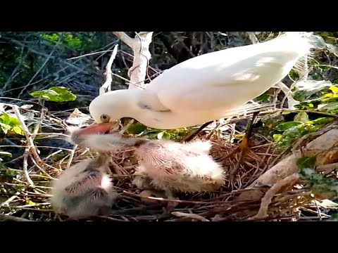 Baby bird little egr bites mother's mouth (nest 3)#bird