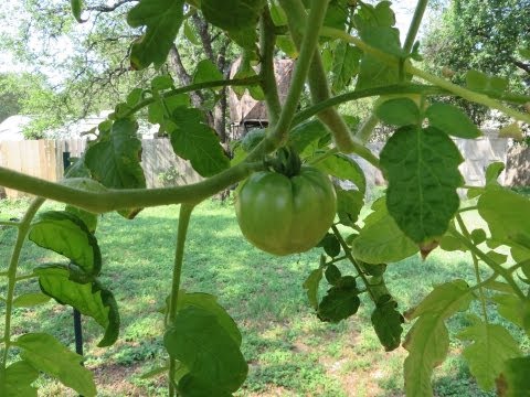 Topsy Turvy Tomato Planter One-Month Follow Up