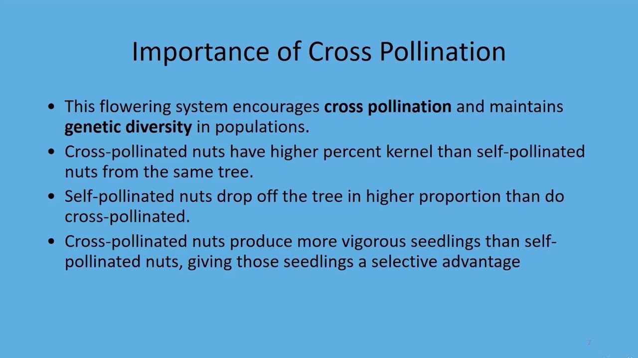 Pecan Production Basics - Dr. Chip East