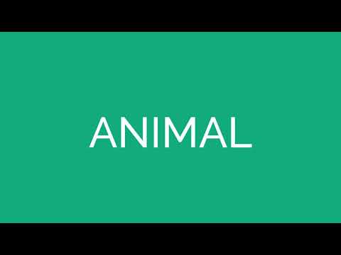 How To Say Animal In Spanish