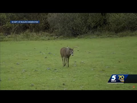 Oklahoma looks to fill a dozen game warden openings amid deer season