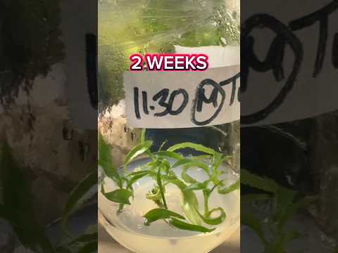 The Magic of Tissue Culture #rareplants #houseplants
