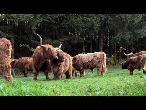 Highlander Family – 1-memo•com