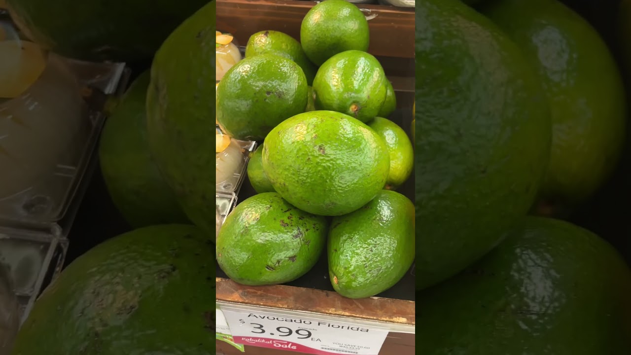 Huge Florida Avocados. #shorts #avocado