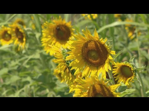 YouTube videos – Kayla Wheeler