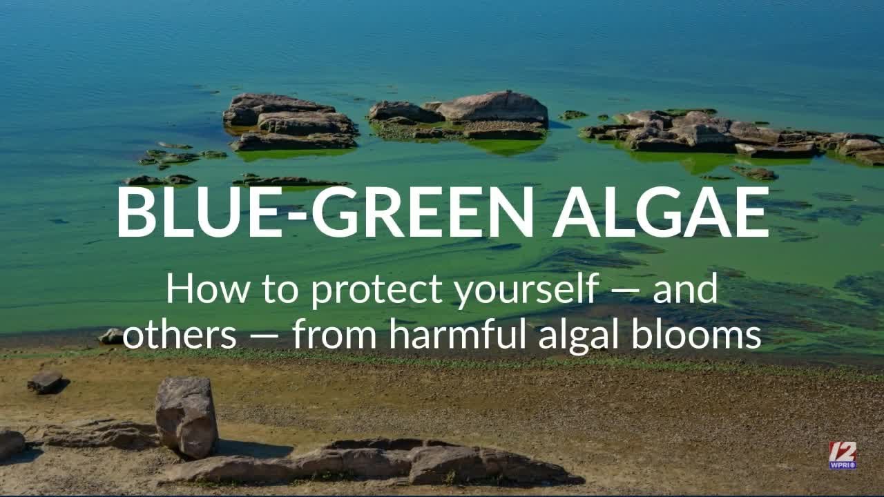 VIDEO NOW: Blue-green algae