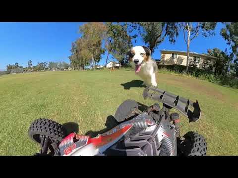 Australian Shepherd Racing With A RC Car