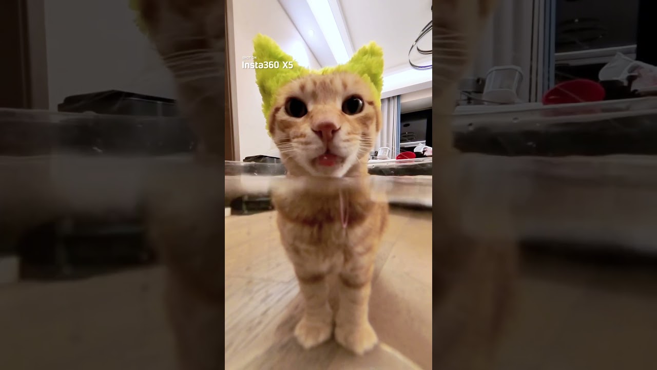 Scroll-stopper for cat owners😍 | Insta360 X5