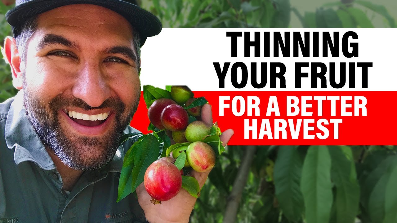 How to Easily Thin Apple, Pear, Peach, Plum, and Apricot Trees for BIG FRUIT! | Fruit Thinning 101