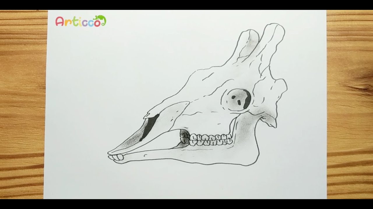 HOW TO DRAWING GIRAFFE SKULL
