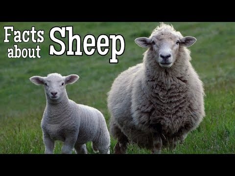 Sheep Facts for Kids | Classroom Learning Video