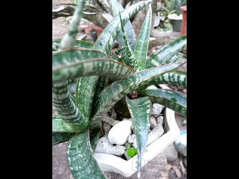 Sansevieria hybrid ‘B12’ #sansevieria #hybrid #succulents #gardenplants