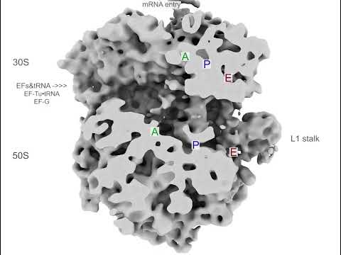 Seeing antibiotics in action inside a pathogenic bacterium