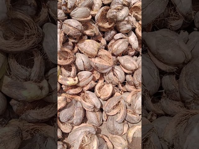 Husk Coconut - Dry Coconut Husk Trader - Wholesaler / Distributor from ...