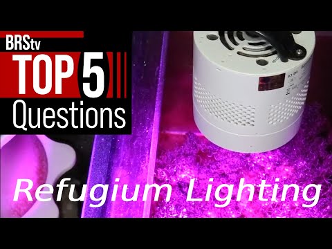 5 Answers to Get MORE Out of Your Reef Tank’s Refugium Light!
