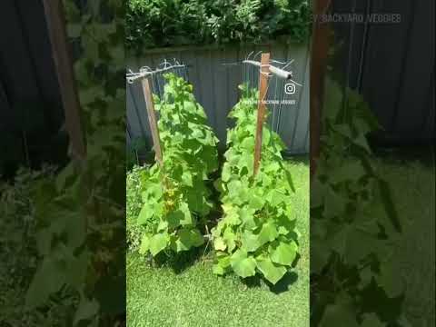 Cucumber string trellis system #cucumber #trellis #gardening #vegetables #backyardgardening