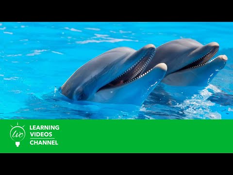 Amazing Mammals! [Updated]