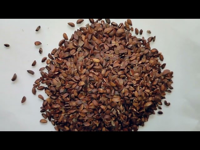 Fruit Seed - Moringa Drumstick Seeds Trader - Wholesaler / Distributor ...