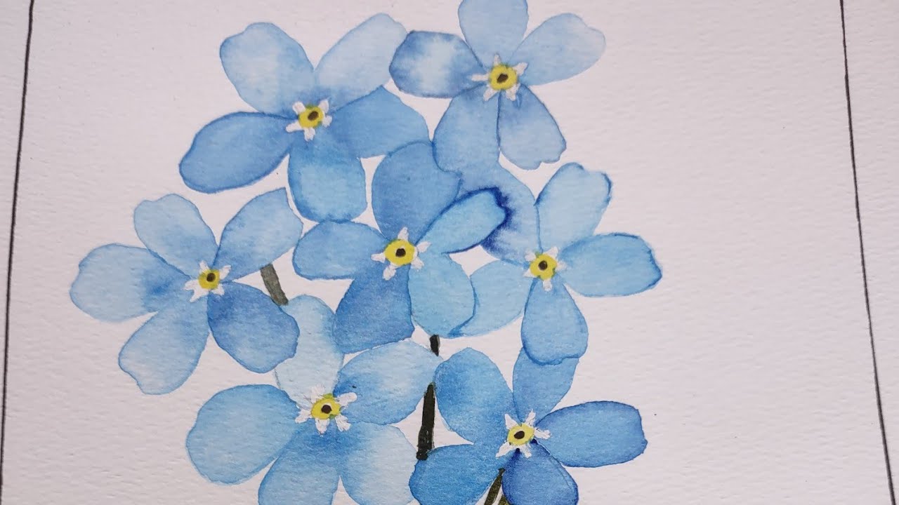 476 Alaska State Flower, Forget Me Not in watercolor.
