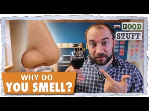 Why Do You Smell?