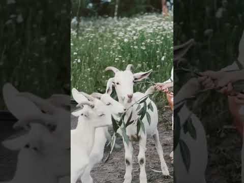 Amazing Facts About Pygmy Goats You Didn't Know! #facts #animals