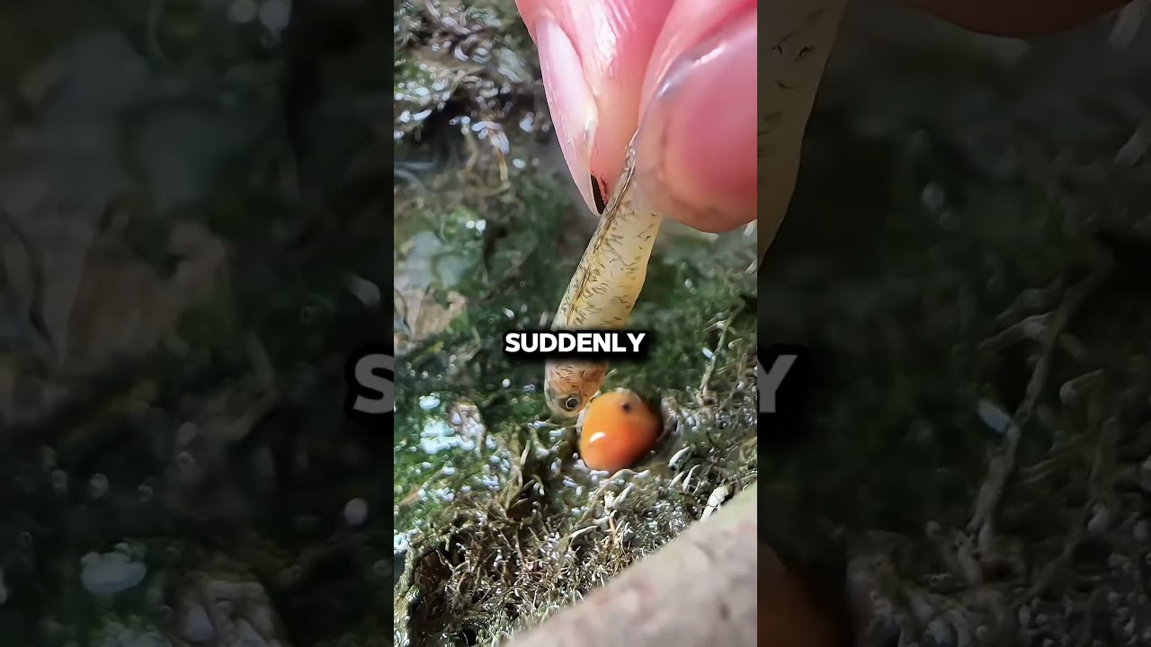 A Hidden Creature You Didn't Know About 🐠