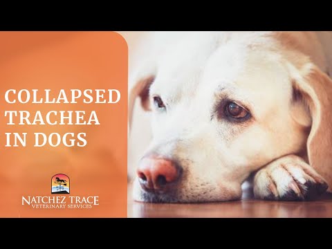 Collapsed Trachea in Dogs HD